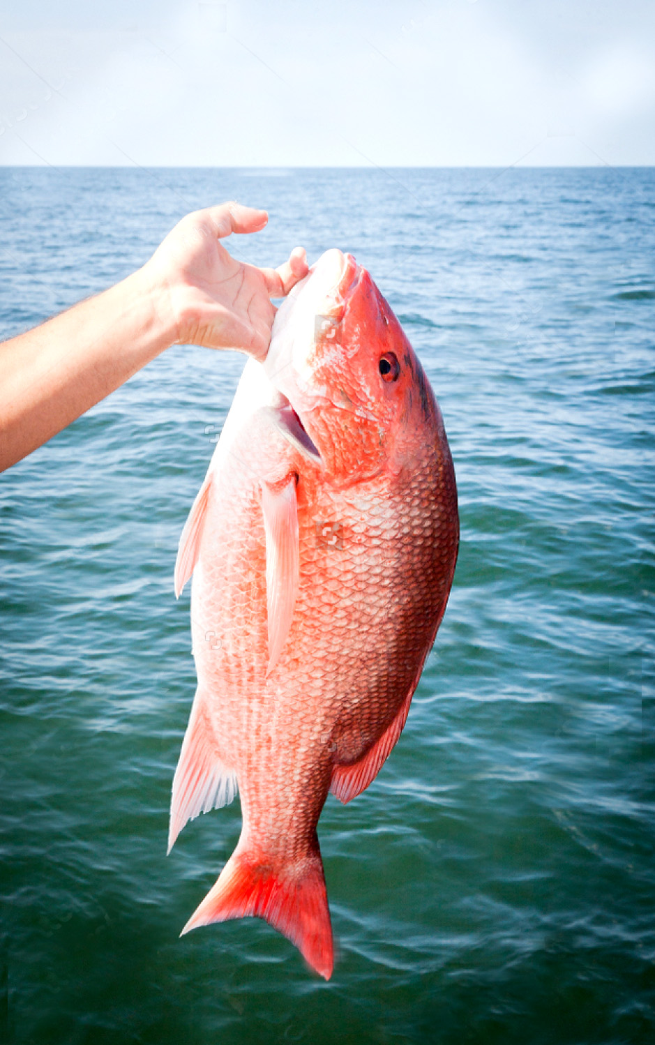 Red Snaper Fish Ubicaciondepersonas cdmx gob mx